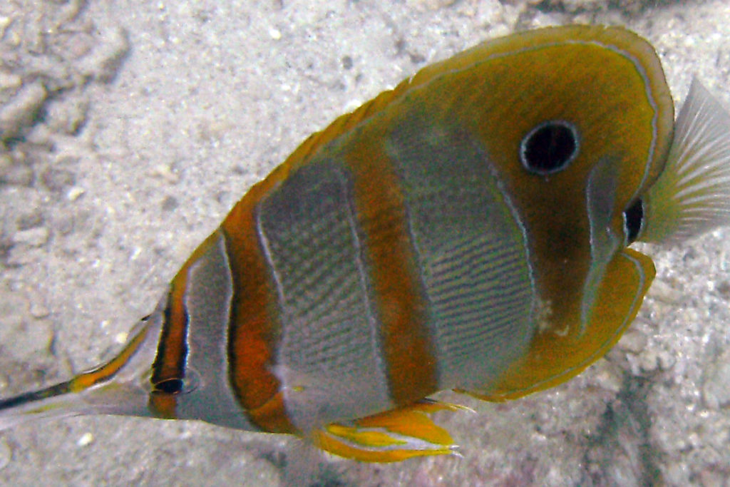 Snorkeling Tours and Trips around Koh Samui