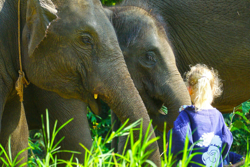 Elephant Mud Spa Experience on Koh Samui