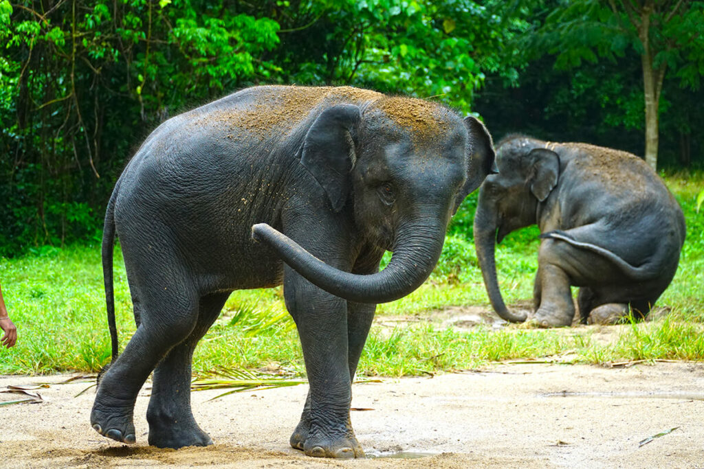 Elephant Mud Spa Experience on Koh Samui