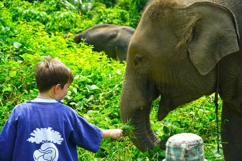 Elephant Mud Spa Experience on Koh Samui